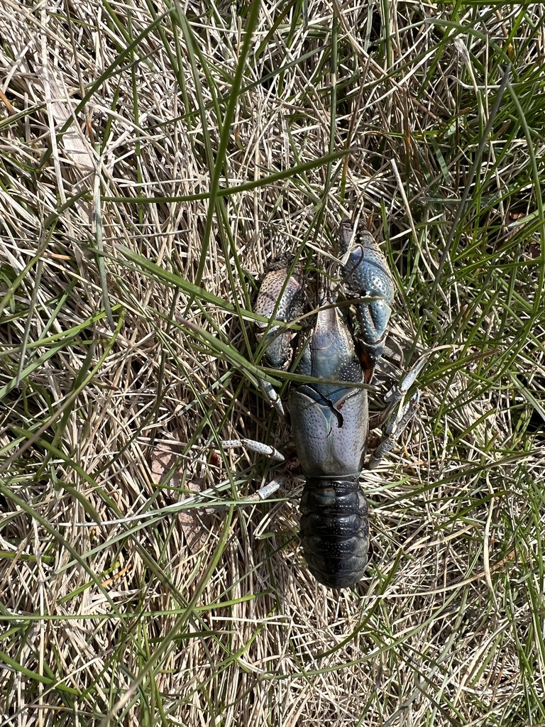 Prairie Crayfish from Maxwell, IA, US on April 3, 2024 at 02:33 PM by ...