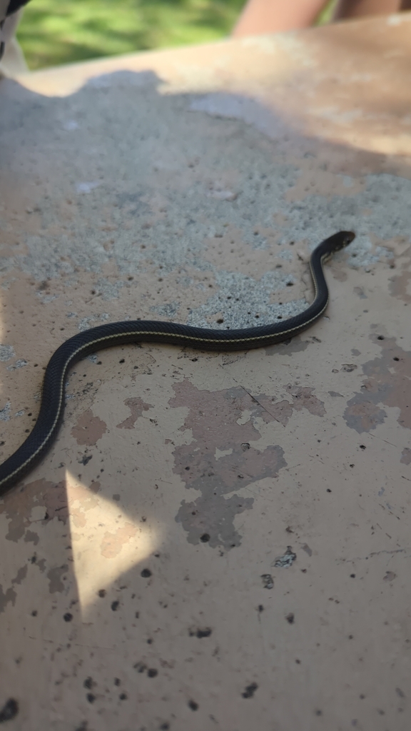 Striped Racer from Santee on April 3, 2024 at 02:48 PM by Erin Cox ...