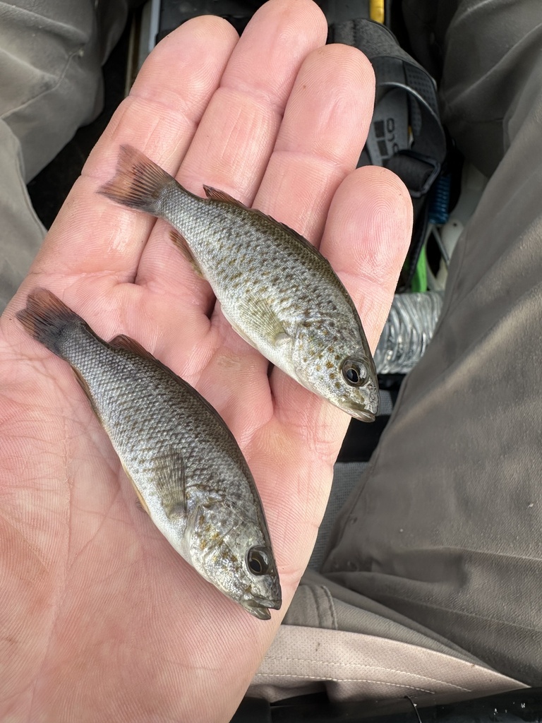 Spangled Perch from Stanley River, Lake Wivenhoe, QLD, AU on March 31 ...
