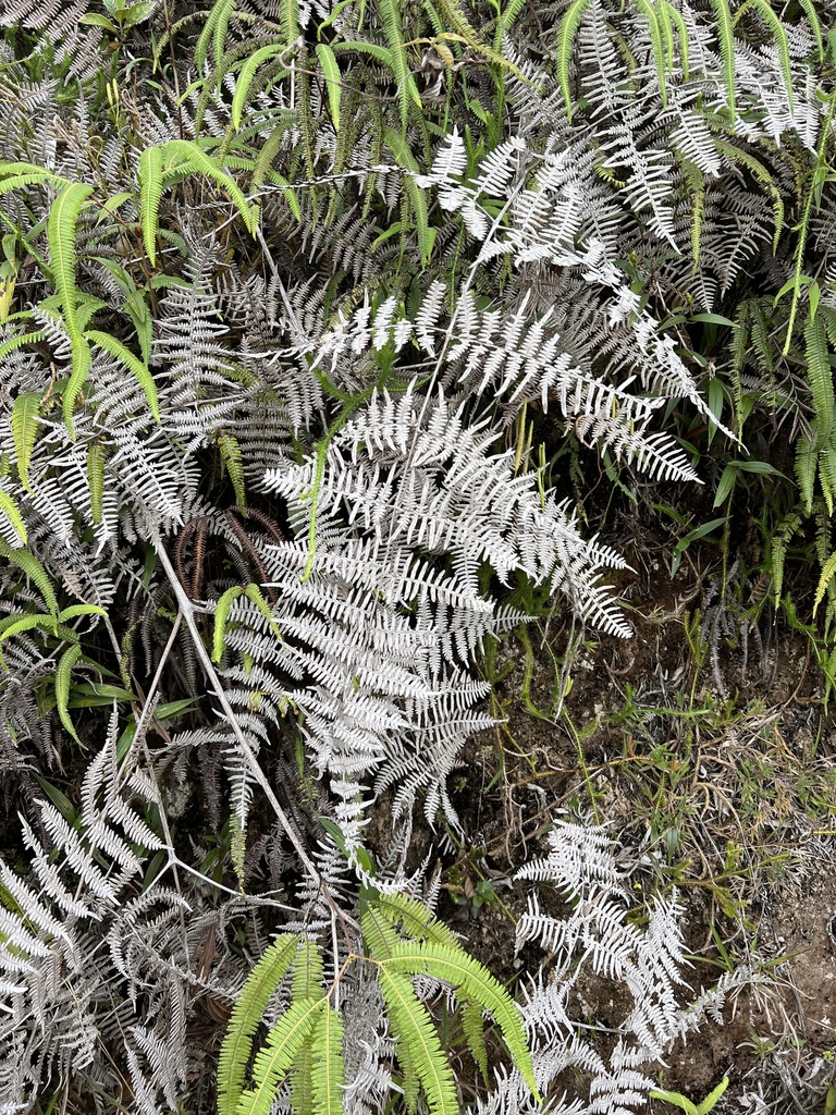 common bracken from Jardín, CO-AN, CO on March 18, 2024 at 01:52 PM by ...