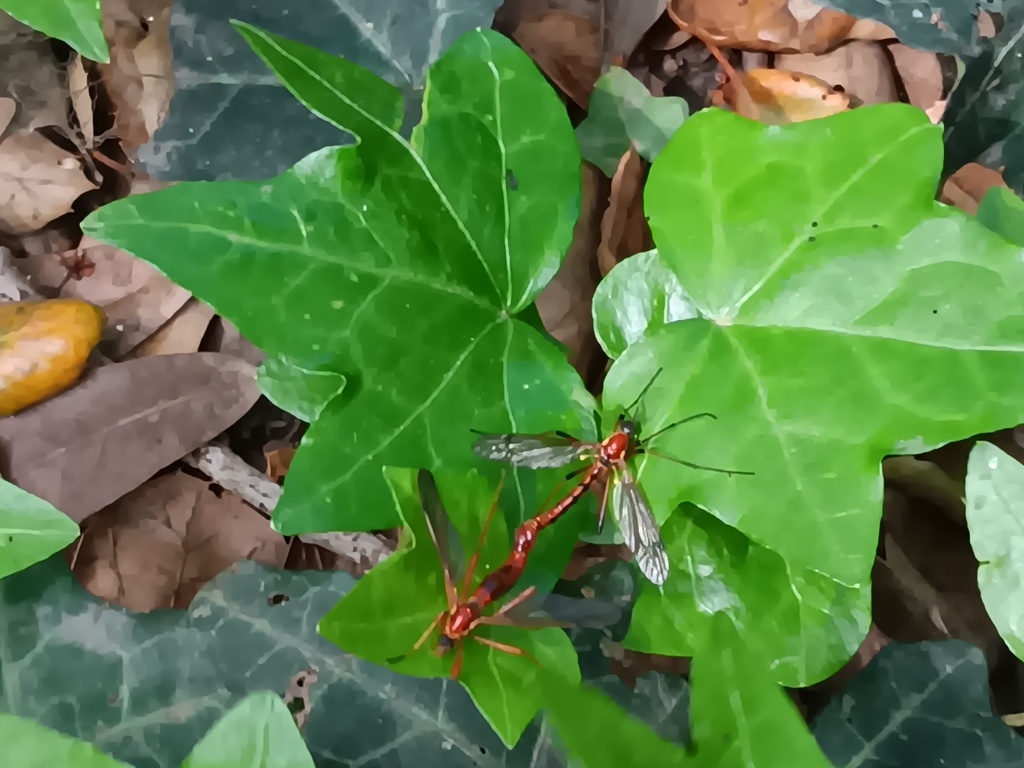 Antlered Crane Fly from Hayward Plunge Trail, Hayward, CA, USA on April ...