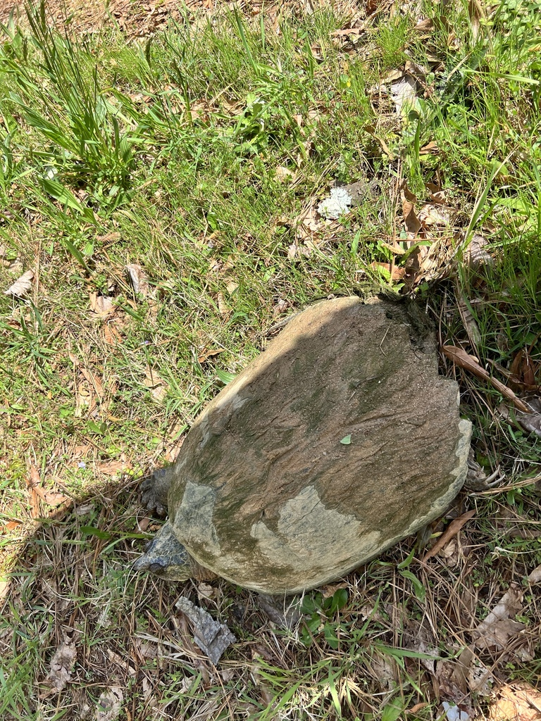 Common Snapping Turtle from New Castle Rd, Greenwood, SC, US on April 3 ...