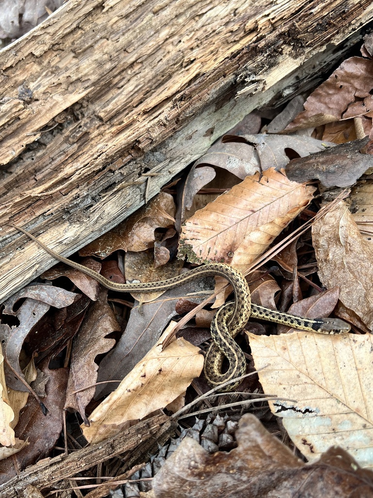 Common Garter Snake from Williamsburg, VA, US on April 3, 2024 at 03:07 ...