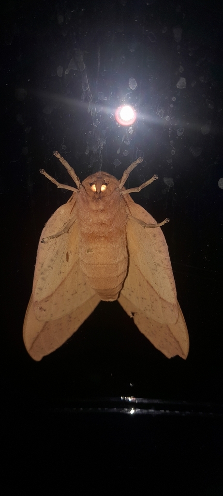 Royal Moths from Gachantivá, Boyacá, Colombia on April 3, 2024 at 07:40 ...