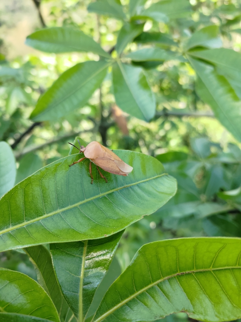 Lychee Stink Bug from 406台灣台中市北屯區5PPP+38 on April 4, 2024 at 09:51 AM ...