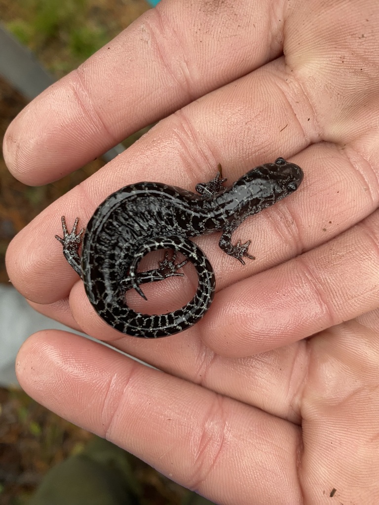 Reticulated Flatwoods Salamander in November 2023 by Jacob Zona ...
