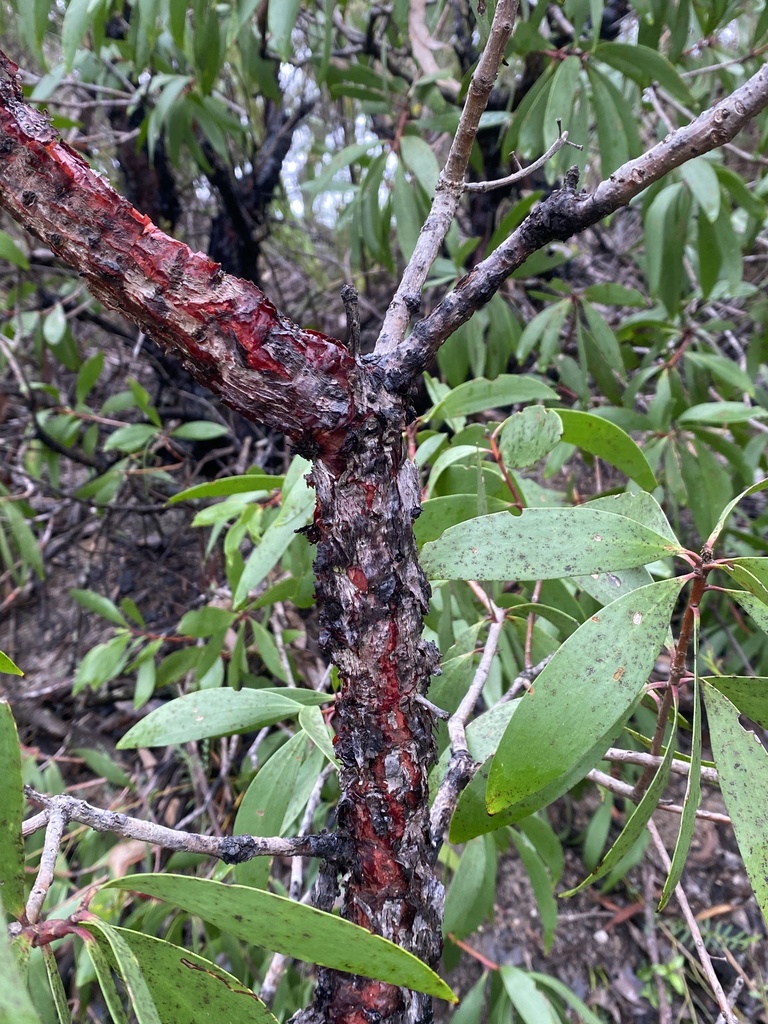 Broad-leaf Geebung from Blue Mountains National Park, Katoomba, NSW, AU ...