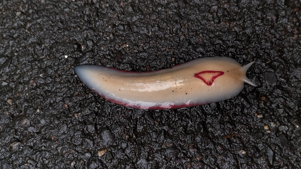 Red Triangle Slug from Cheltenham NSW 2119, Australia on April 4, 2024 ...