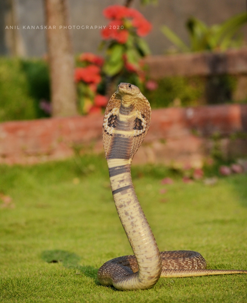 Indian Cobra from Baner, Pune, Maharashtra, India on March 1, 2020 at ...