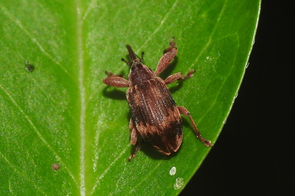 Anthonomus rectirostris from 116台灣台北市文山區萬美里 on April 4, 2024 at 10:06 ...