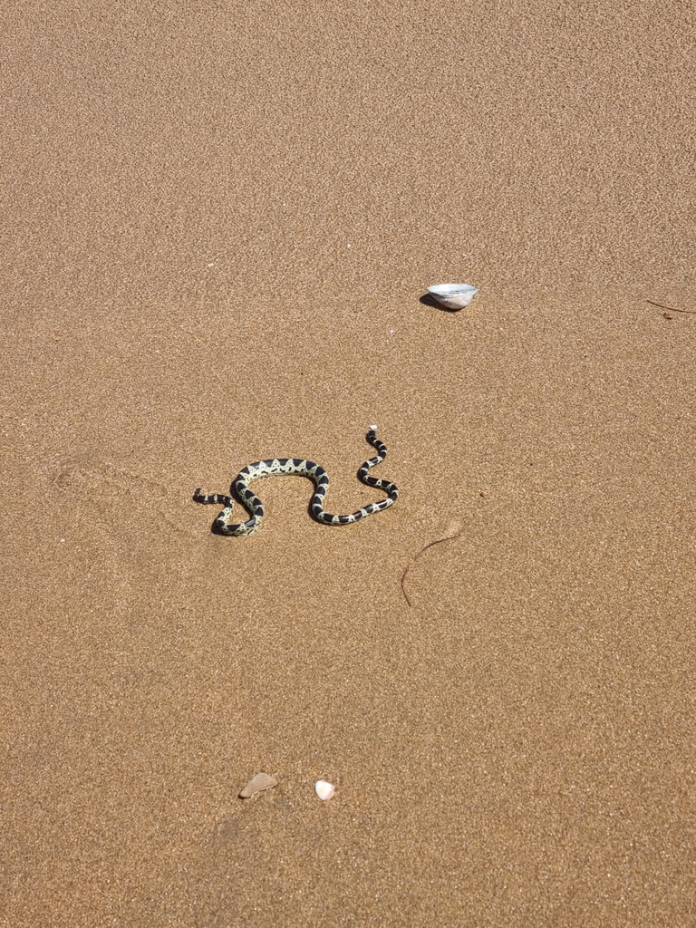 Elegant Sea Snake from Moore Park Beach QLD 4670, Australia on April 4 ...
