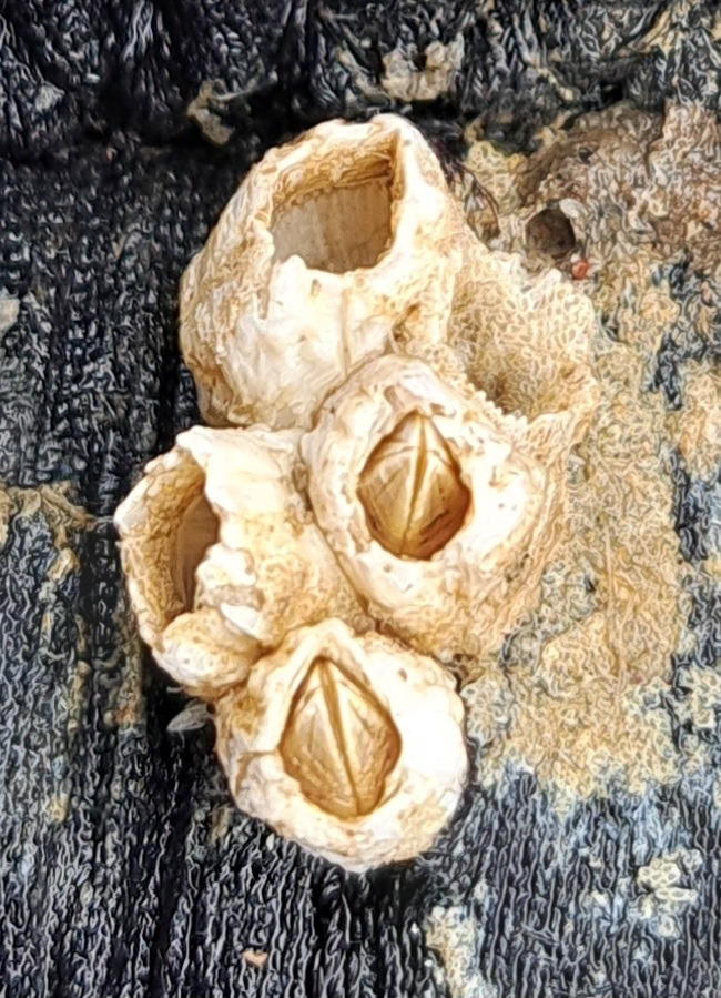 Balanus laevis from Barranco, Peru on September 1, 2022 at 10:03 AM by ...