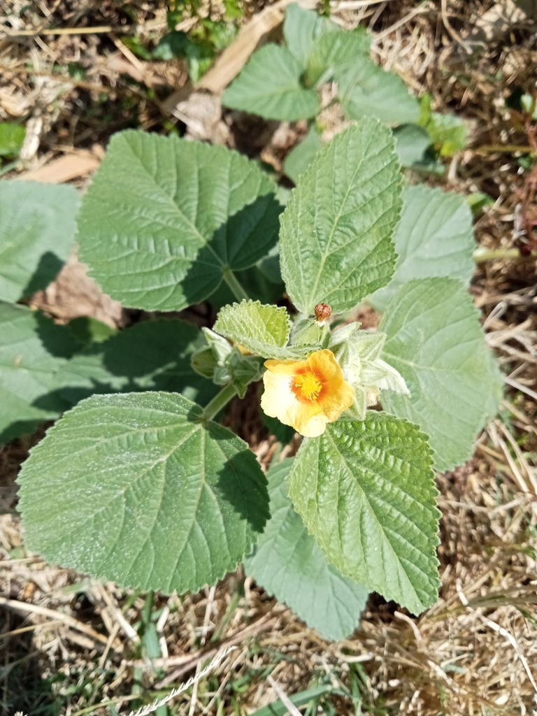 flannel weed from Kasuvilo, Kenya on September 14, 2023 at 10:18 AM by ...
