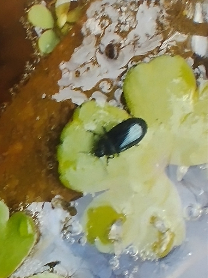 Water, Rove, Scarab, Long-horned, Leaf, and Snout Beetles from 4740 ...