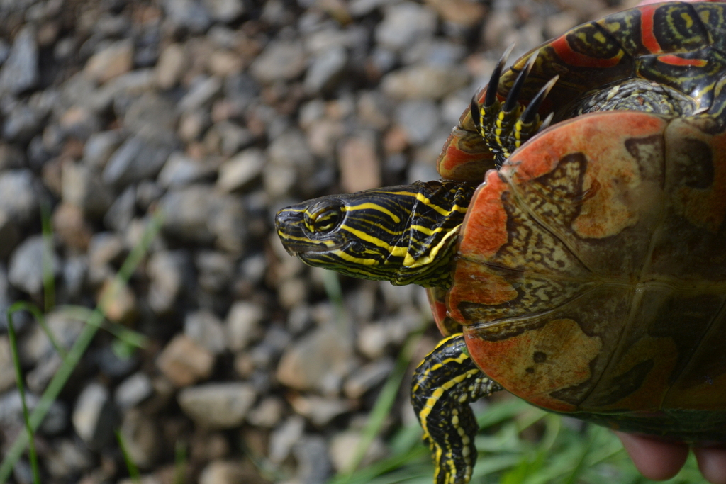 Western Painted Turtle from Thunder Bay District, ON, Canada on ...