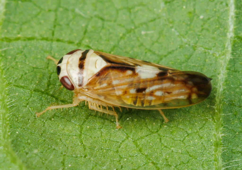 Eutettix in April 2024 by Chris Rorabaugh · iNaturalist