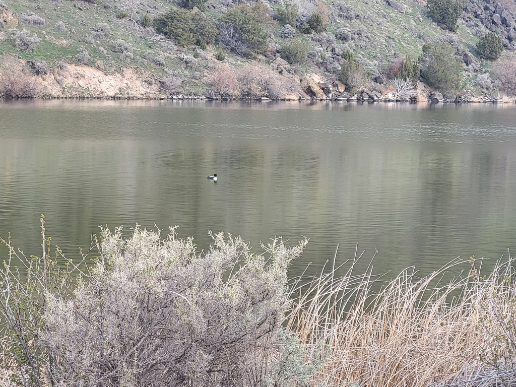 Common Loon from AM FALLS, ID 83211, USA on April 4, 2024 at 08:50 AM ...