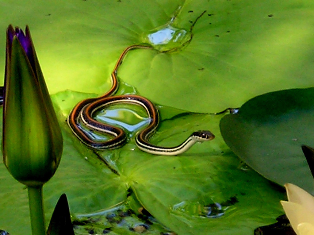Redstripe Ribbon Snake from 6119 Amble Trail, San Antonio, TX 78249 ...