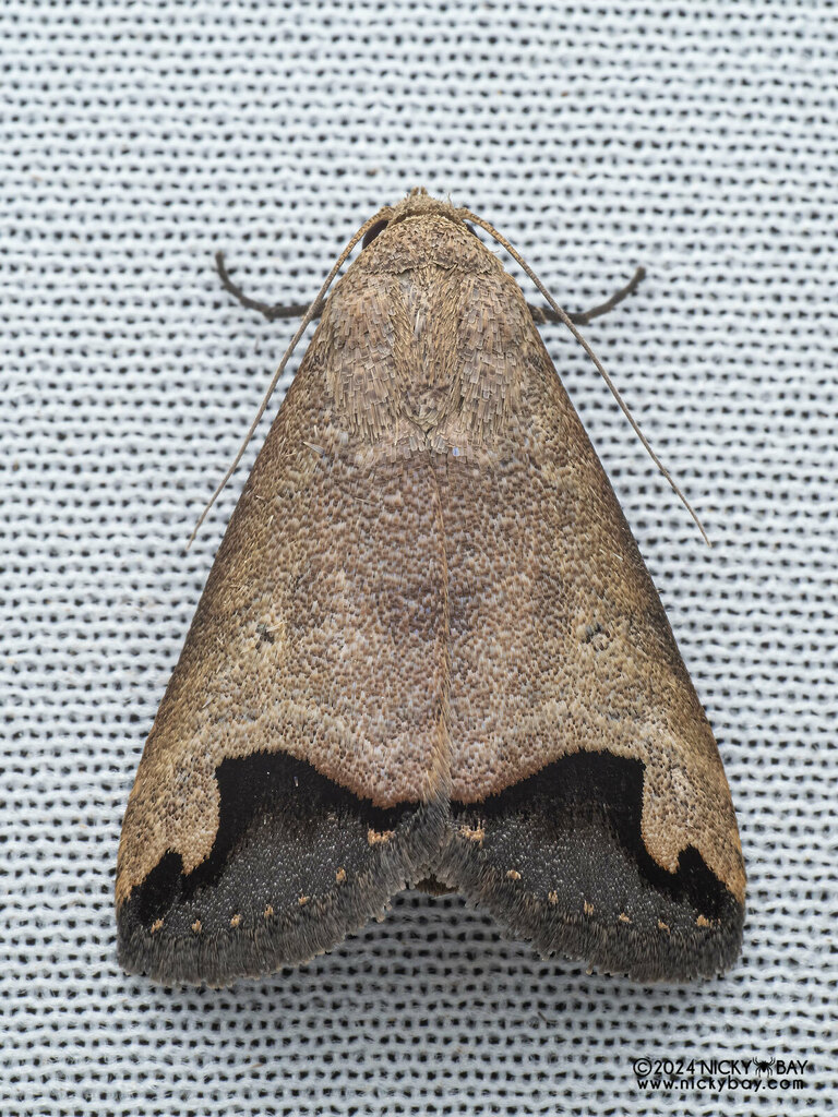 Bocula from Trusmadi Forestry reserve FMU 10, Apin Apin, 89000 Keningau ...