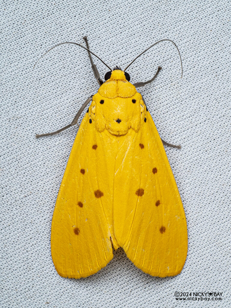 Yellow Tiger Moth from Trusmadi Forestry reserve FMU 10, Apin Apin ...
