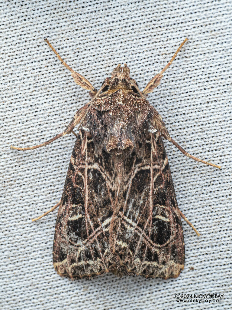 Dictyestra dissectus from Trusmadi Forestry reserve FMU 10, Apin Apin ...