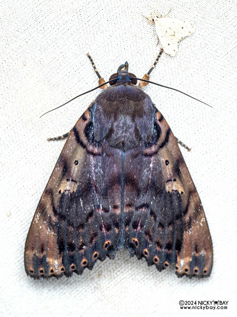 Ramie Moth from Trusmadi Forestry reserve FMU 10, Apin Apin, 89000 ...