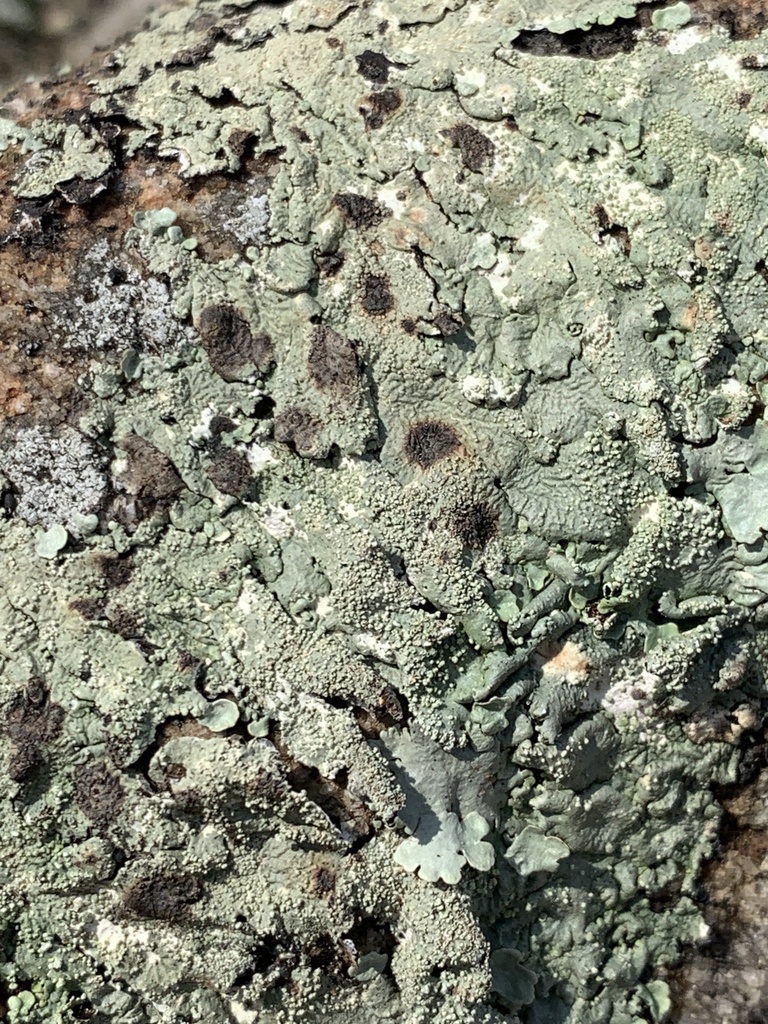 Homostegia hertelii from Kennesaw Mountain National Battlefield Park ...