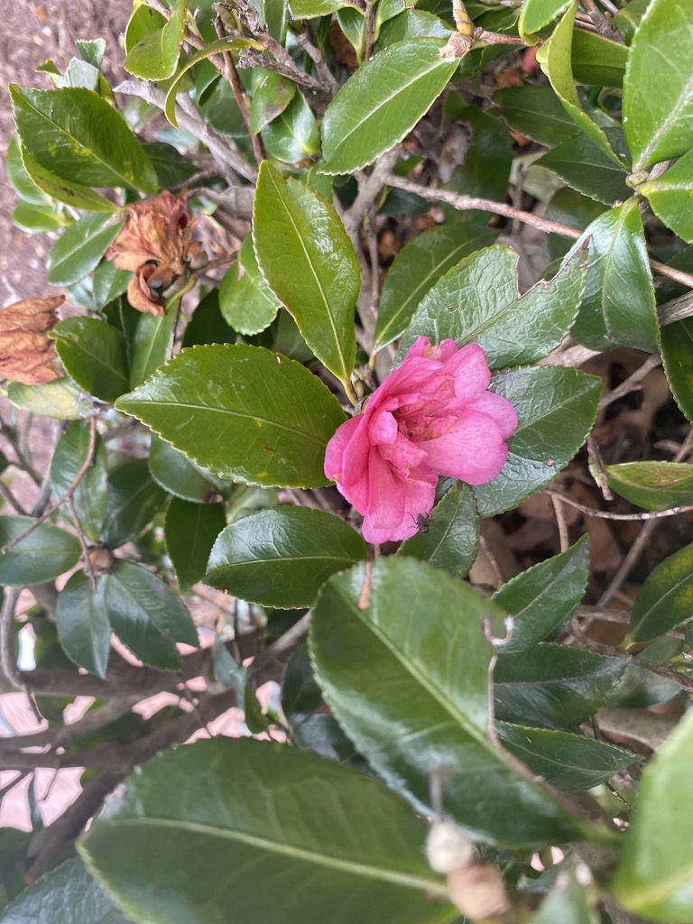 Camellias from Hampton University, Hampton, VA, US on February 28, 2024 ...
