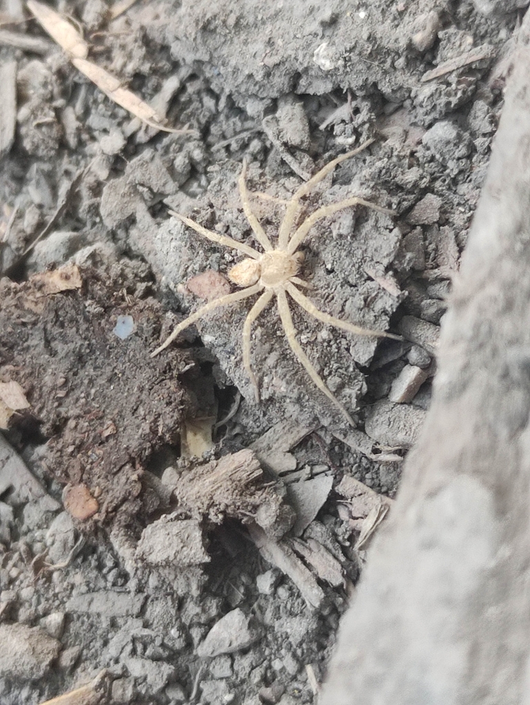 Turf Running Spider from עמק המעיינות, ישראל on August 28, 2022 at 05: ...