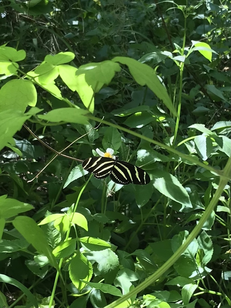 Zebra Longwing from University of Florida, Gainesville, FL, US on April ...