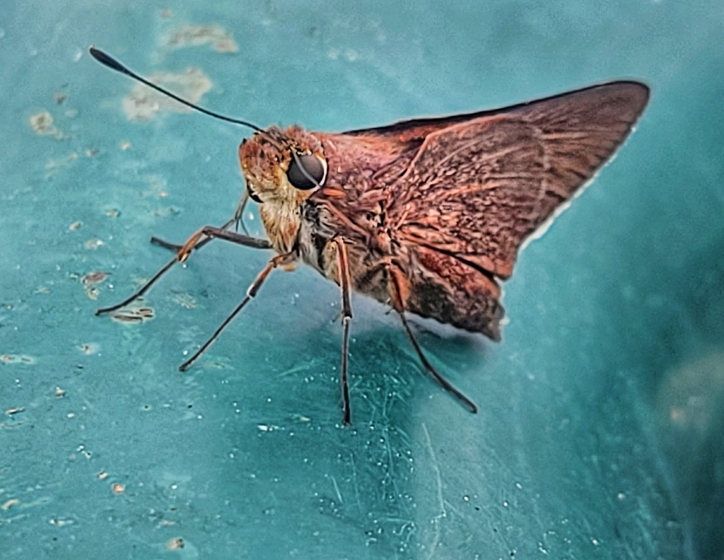 Monk Skipper from Pinellas County, US-FL, US on April 3, 2024 at 12:35 ...