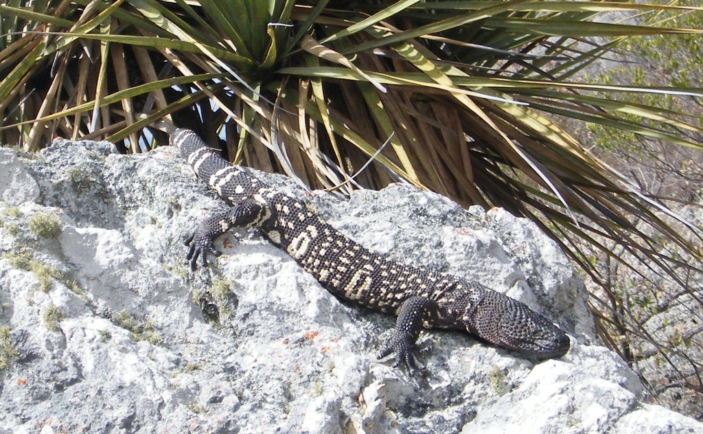 Beaded Lizard in February 2021 by Helxine Fuentes Moreno · iNaturalist