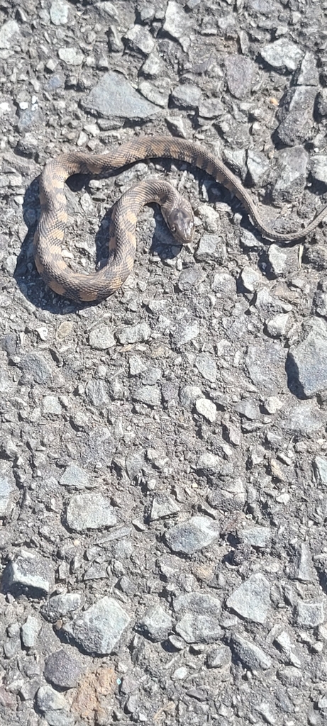 Diamondback Watersnake from Vilonia, AR 72173, USA on April 4, 2024 at ...