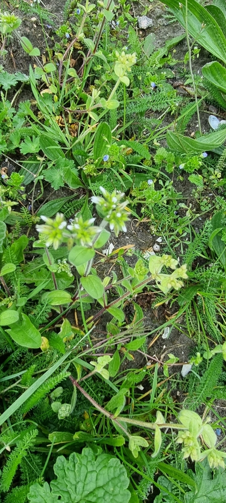 Sticky mouse-ear chickweed from 1046 Amsterdam, Nederland on April 2 ...