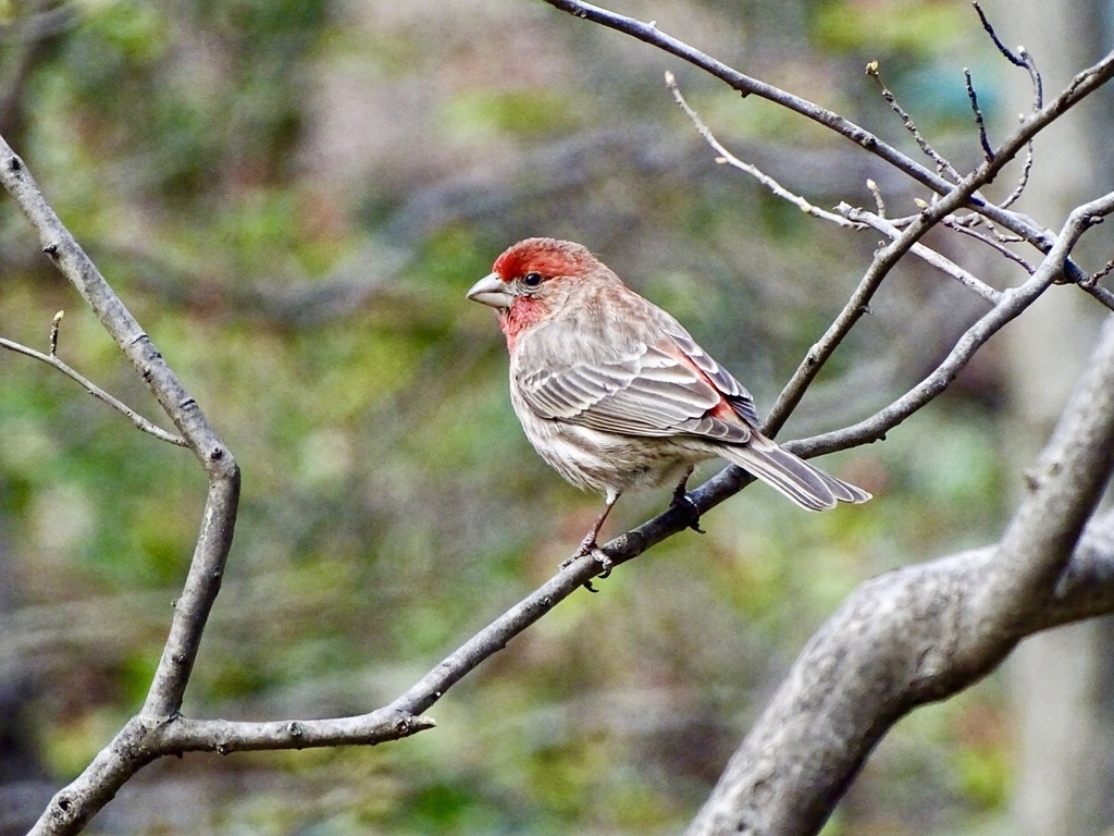 House Finch from Central Park, New York, NY, US on April 4, 2024 at 03: ...