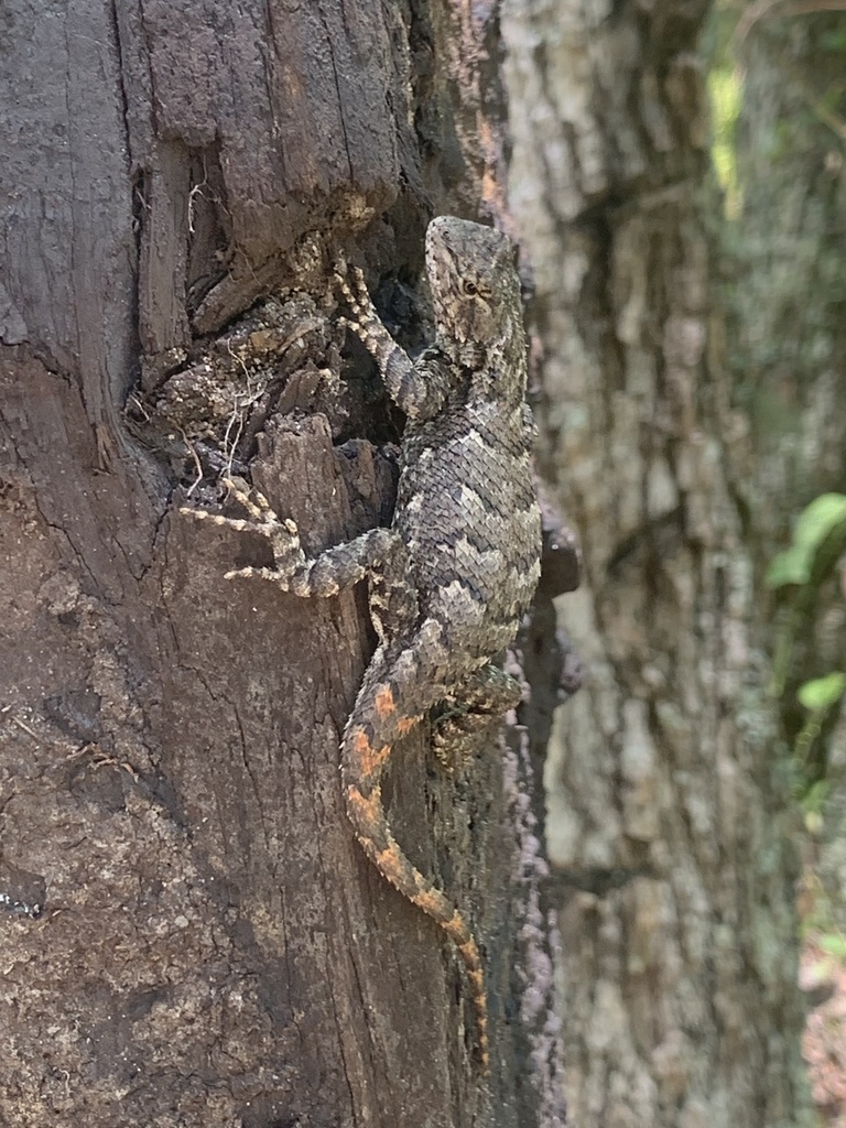Eastern Fence Lizard from Rocky Point, NC, US on June 20, 2022 at 01:35 ...