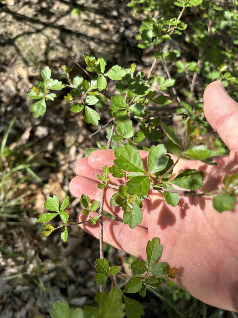Skunkbush Sumac from Choctaw County, OK, USA on April 4, 2024 at 10:53 ...