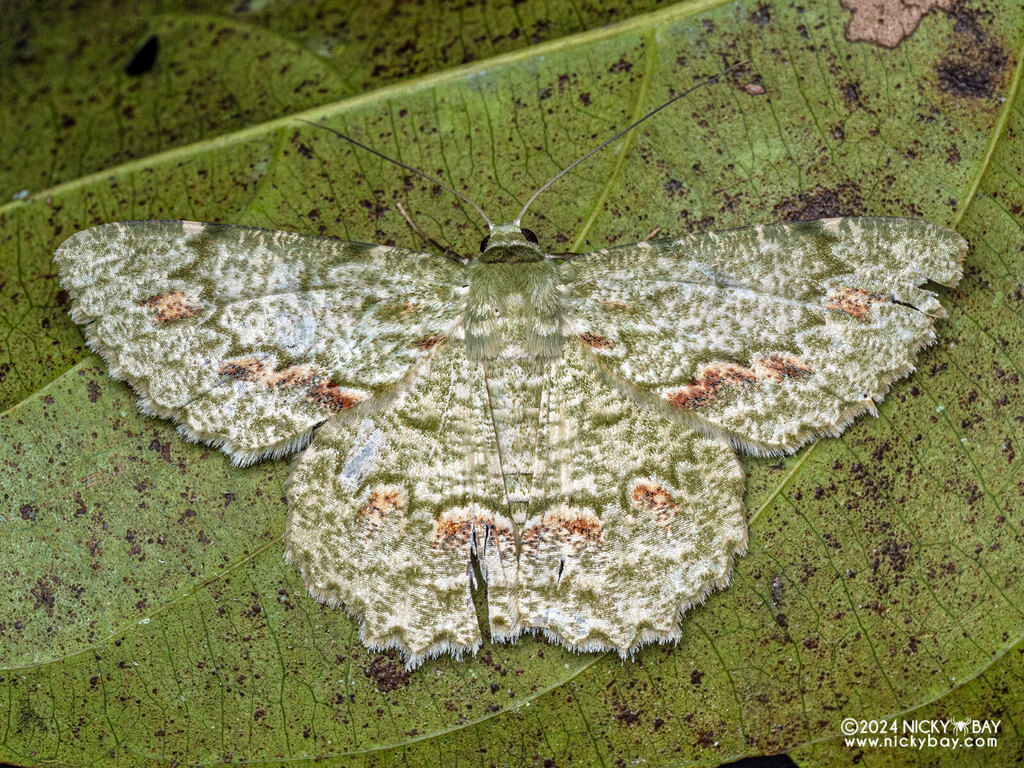 Herochroma from Trusmadi Forestry reserve FMU 10, Apin Apin, 89000 ...