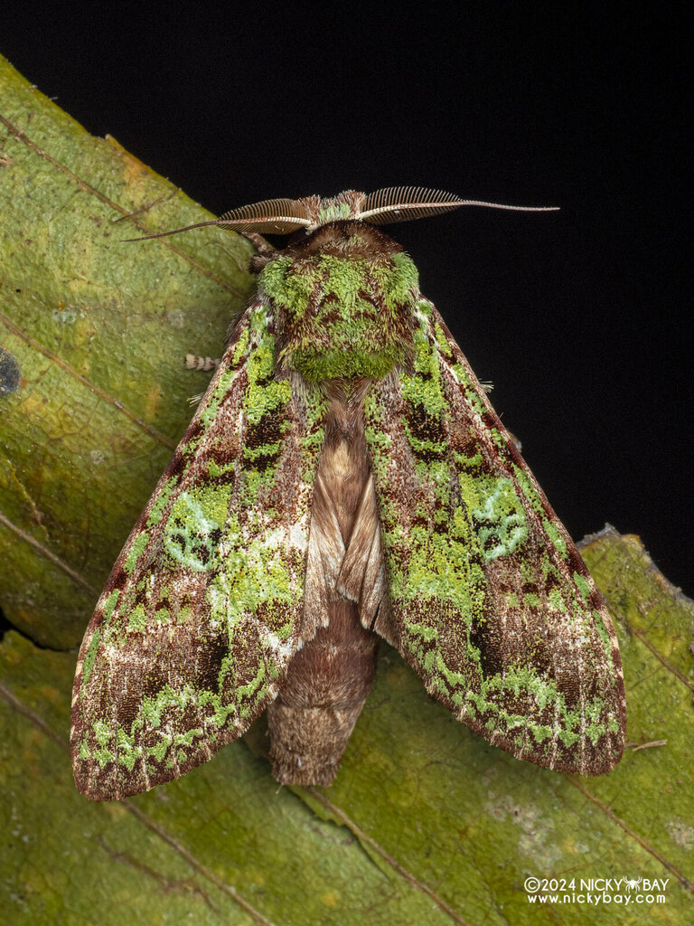 Prominent Moths from Trusmadi Forestry reserve FMU 10, Apin Apin, 89000 ...