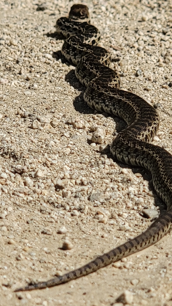 Gopher Snake from West Observatory Rd & Mt. Hollywood Dr, Los Angeles ...