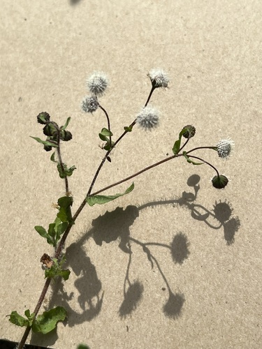 wright's trichocoronis (Variety Trichocoronis wrightii wrightii ...