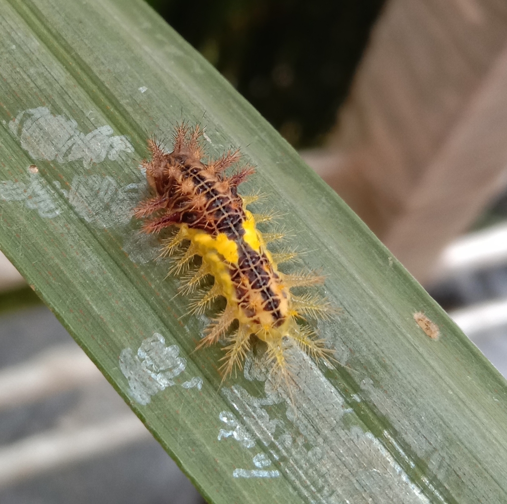 Darna from GRX4+7WX, Ward No. 8, NCL Colony, Pashan, Pune, Maharashtra ...