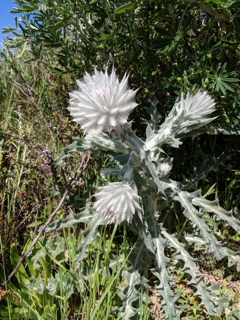 Cobwebby Thistle from Rocky Ridge Trail, Carmel-By-The-Sea, CA 93923 ...