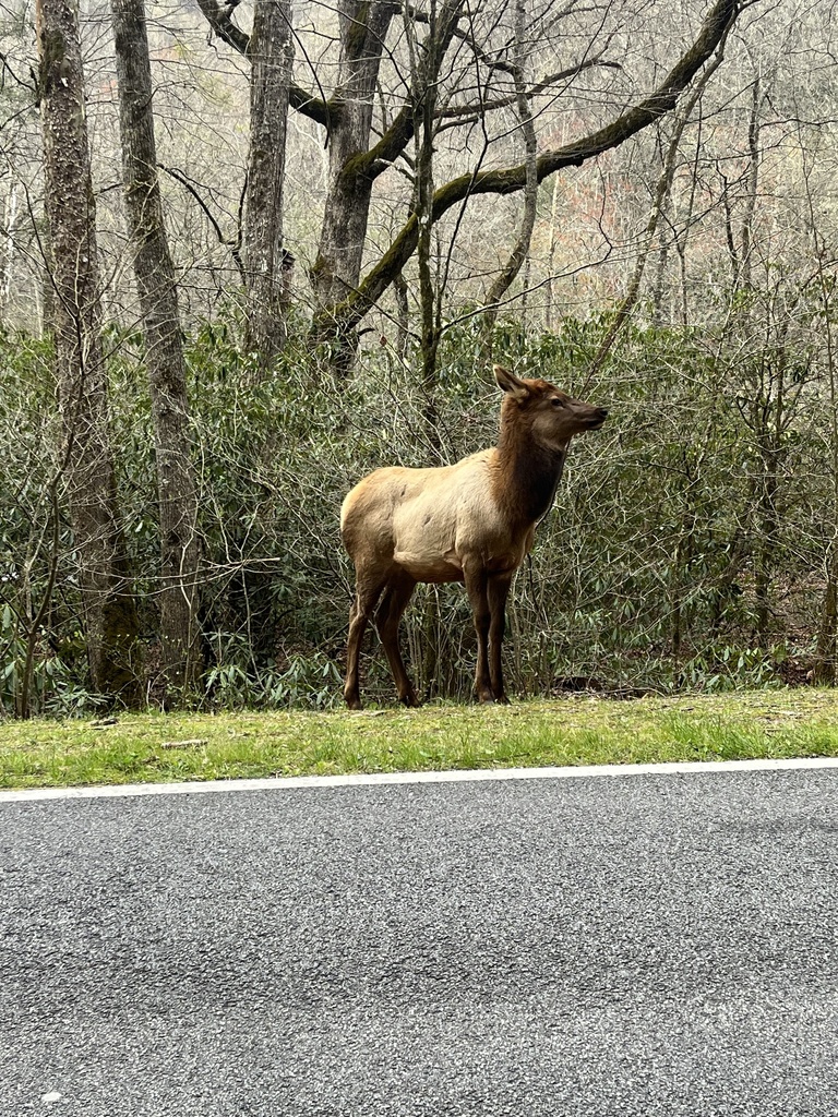 American Elk in April 2024 by Riley Stanton · iNaturalist