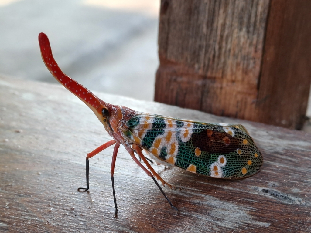 Litchi Lantern Bug from Q8WX+W82 ตำบล อมก๋อย อำเภออมก๋อย เชียงใหม่ 50310 ประเทศไทย on April 5 ...