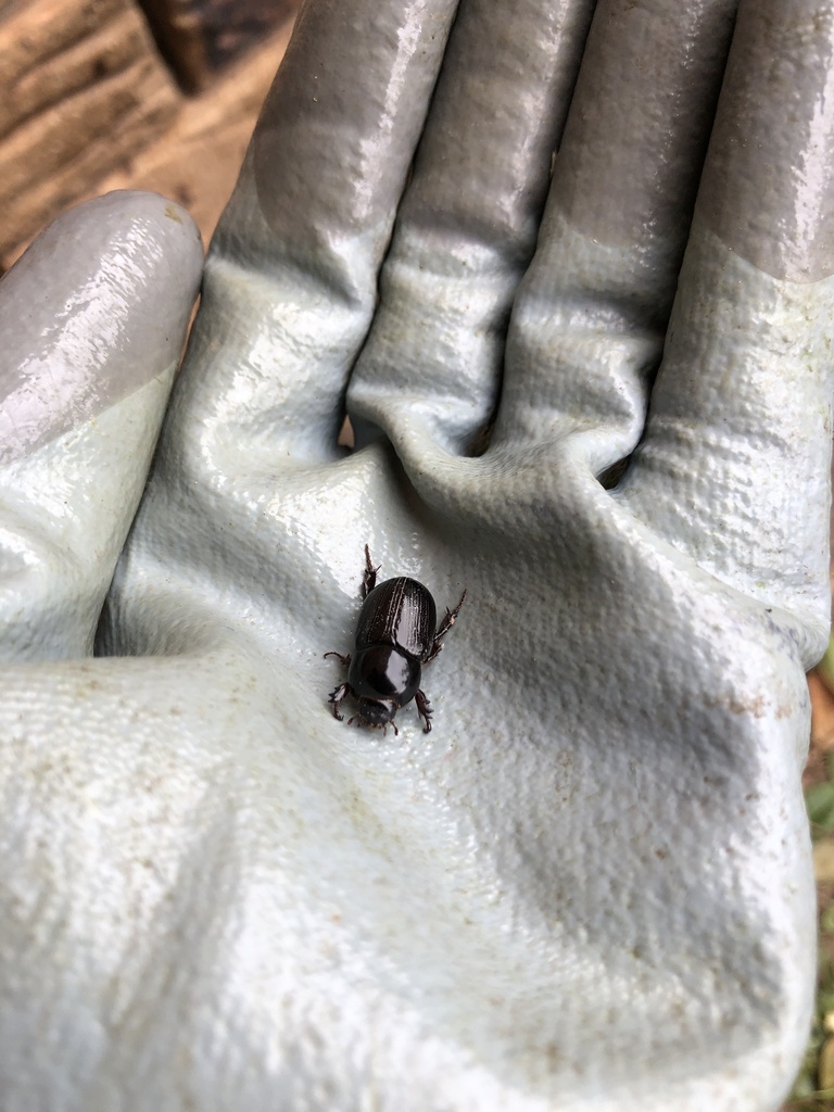 African Black Beetle from Rammutt Rd, Chatsworth, QLD, AU on April 5 ...