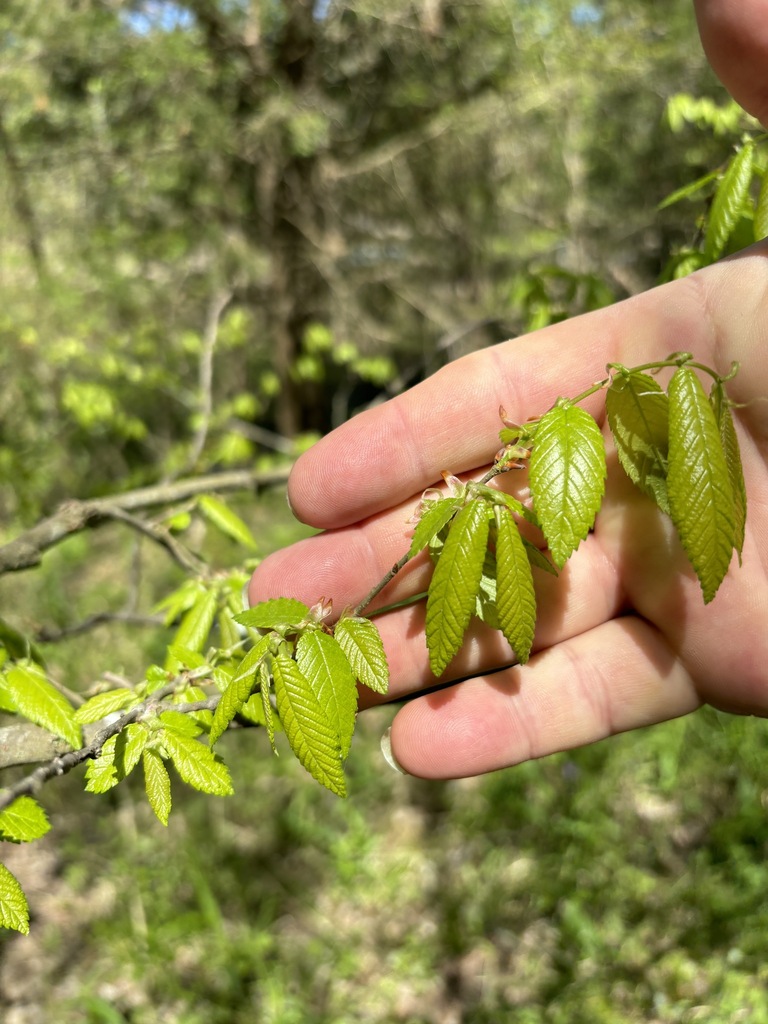 Winged Elm from Choctaw County, OK, USA on April 4, 2024 at 12:27 PM by ...