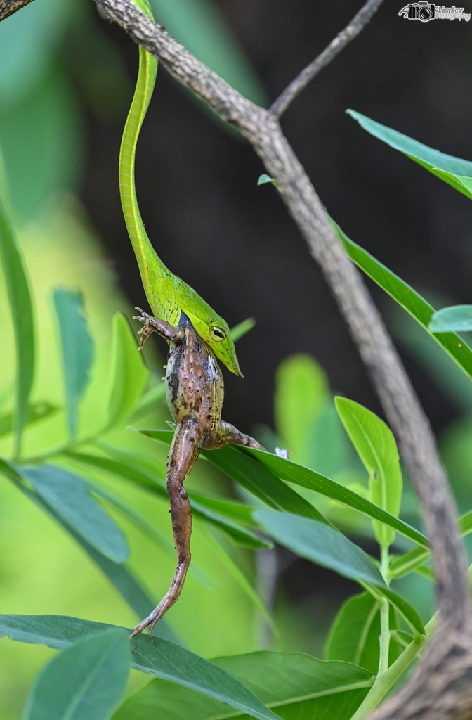 Northern Western Ghats Vine Snake in October 2023 by Amol Shirodkar ...