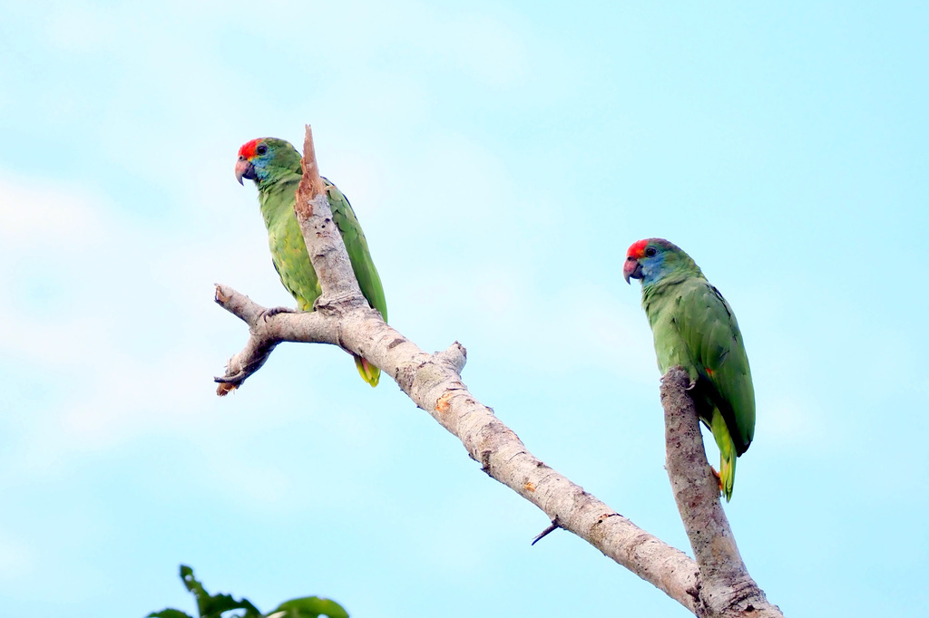 Red-browed Amazon in March 2024 by bauerovavajner · iNaturalist