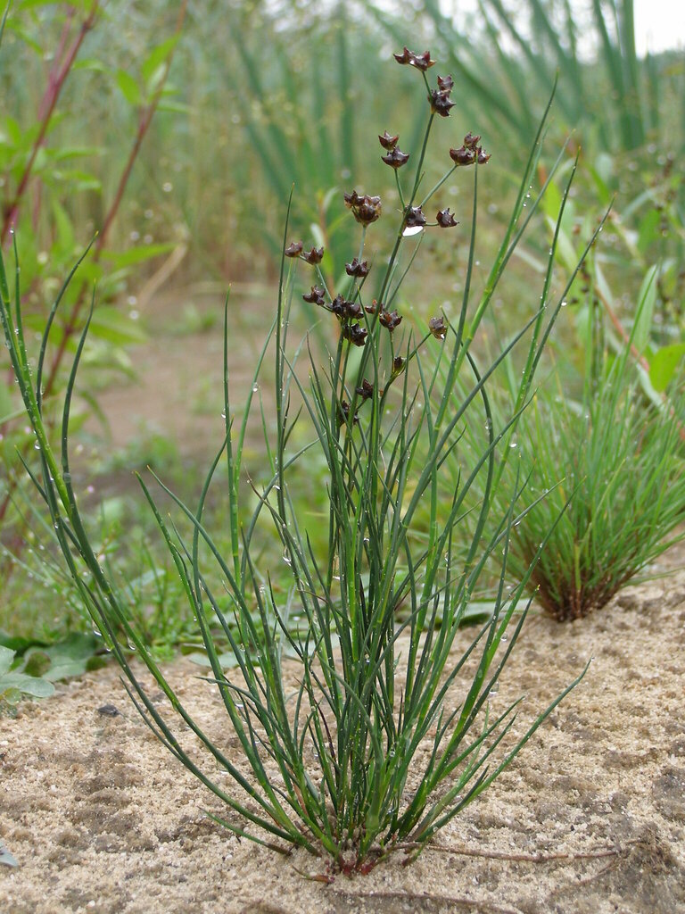 Jointed rush from Stara Huta, Sumy Oblast, Ukraine, 41030 on August 28 ...